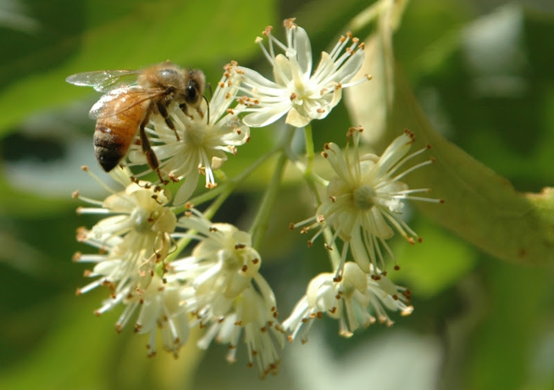 Wagg-More...: Linden in Full Bloom
